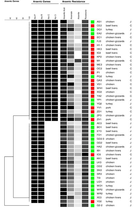 a dendrogram created using the bionumerics software showing a simple