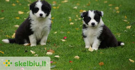 Borderkoliai šunys Skelbiult