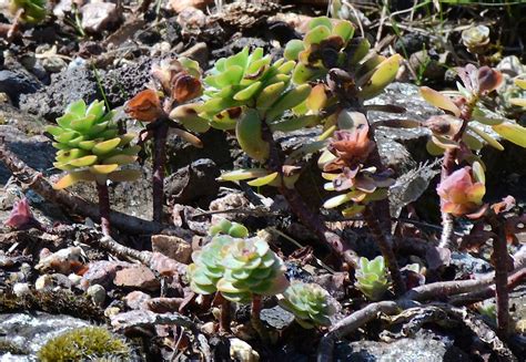 Phylogenetic Tree Rundblättrige Fetthenne Hylotelephium Anacampseros
