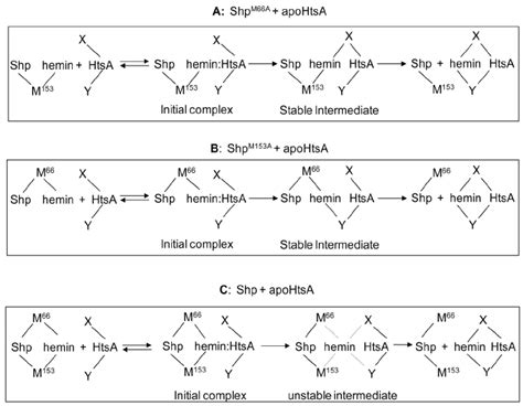 Proposed Schemes For The Reactions Of The Wild Type And Mutant Shp