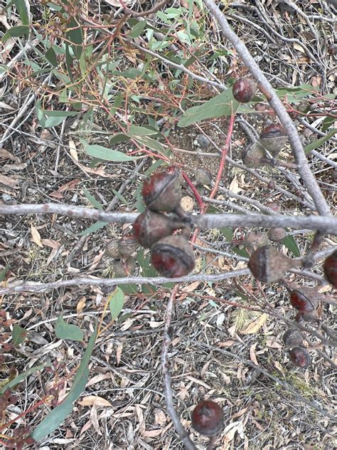 Red Stringybark From Kara Kara Ward Dalyenong Vic Au On April 11 2024 At 01 58 Pm By Sue