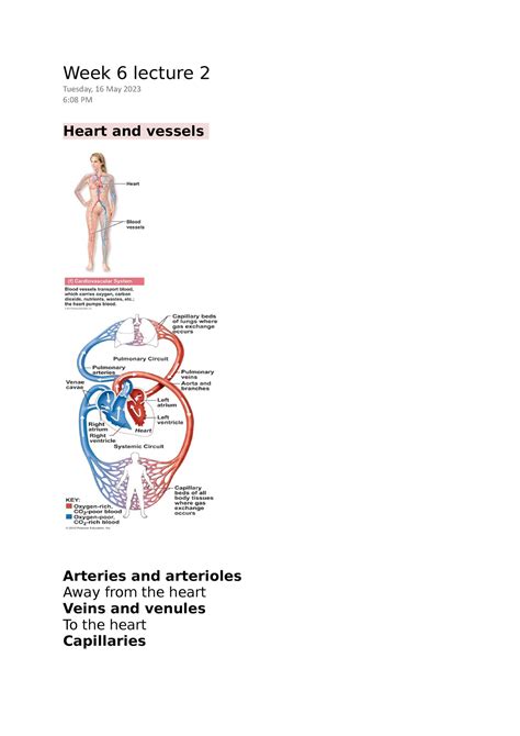 week 6 lecture 2 phy physiology notes week 6 lecture 2 tuesday 16