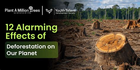 12 Alarming Effects Of Deforestation On Our Planet Plant A Million Trees