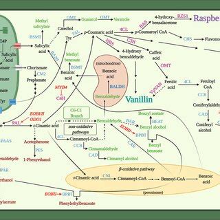 Schematic Presentation Of Biosynthetic Pathways Leading To The Download Scientific Diagram