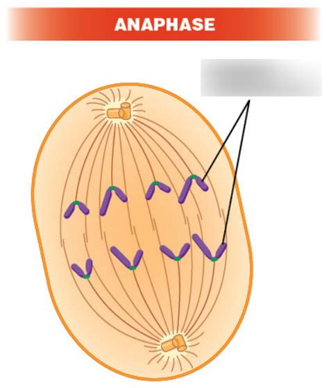 Anaphase Diagram