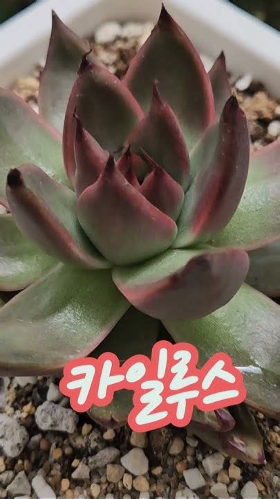 매혹의 창 카일루스 다육사랑 다육집사 창사랑 다요니62사랑 Youtube