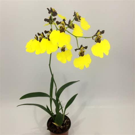 Oncidium Varicosum Balduin Black Oncidium Varicosum Balduin Black