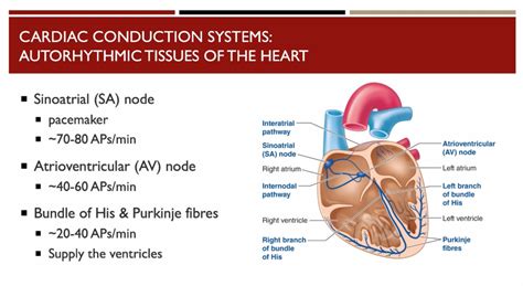 Diagram Of L1 Cardiac Conduction Systems Autorhythmic Tissues Of The