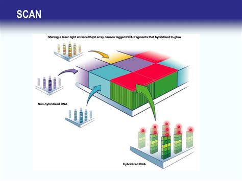 Ppt Gene Expression Omnibus Geo Powerpoint Presentation Free Download Id1756966