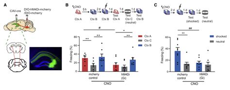 Neuron丨蓝斑 Ca1多巴胺能神经环路能够在不影响记忆形成的条件下调控联想记忆！ 脑医汇