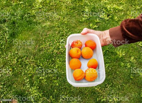 여자의 손은 푸른 잔디의 배경에 갓 고른 살구가 담긴 용기를 들고 있습니다 잘 익은 육즙이 많고 부드러운 과일로 여름에 유기농 시골 정원에서 갓 딴 과일입니다 건강한 생활