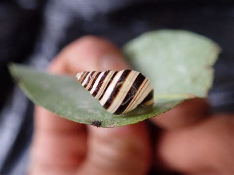Division Of Forestry And Wildlife Native Ecosystems Protection And Management Partulina