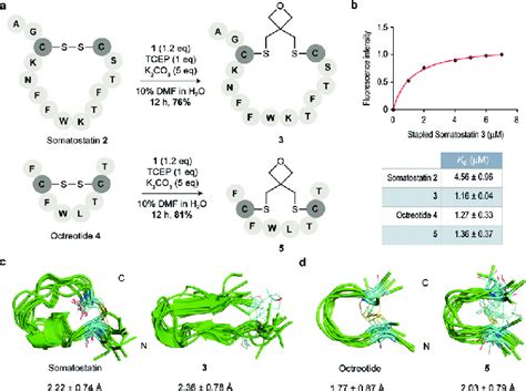 A Stapling Of Disulfide Containing Cyclic Peptides 2 And 4 B Binding Download Scientific