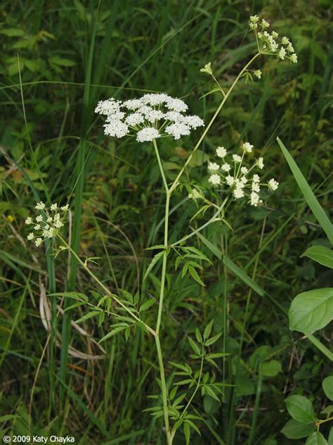 Water Hemlock Plant How To Identify Water Hemlock With Pictures Dxcf