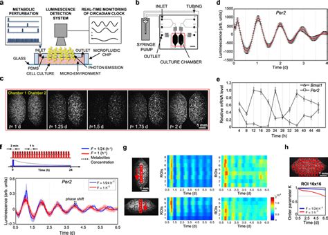 Real Time Luminescence Recording For Live Measurement Of Clock Gene