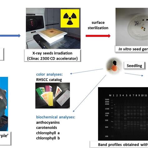Scheme Of The Experiments Download Scientific Diagram