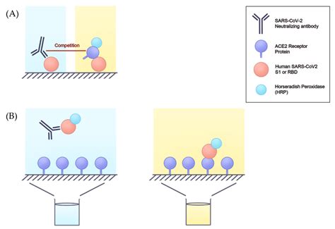 Neutralization Assay