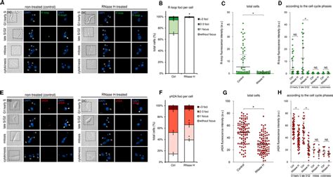 R Loops Contributes To The Generation Of Dna Lesions A Rnase H
