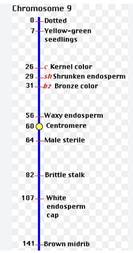 Acp Biology Chapter 9 Heredity Flashcards Quizlet