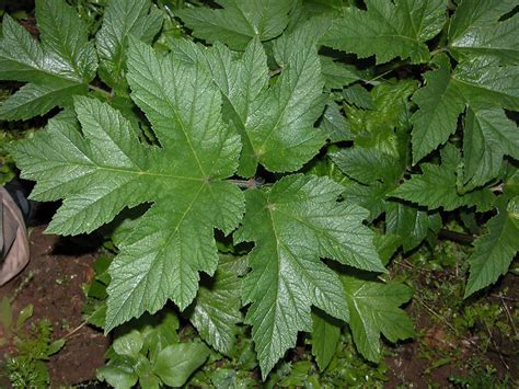 Parsnips Facts And Health Benefits