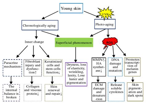 Comparison Of Chronological Aging And Photo Aging Of The Skin In The
