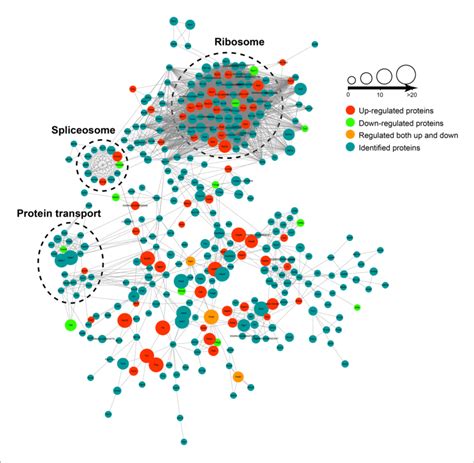 The Protein Protein Interaction Ppi Network Was Built According To