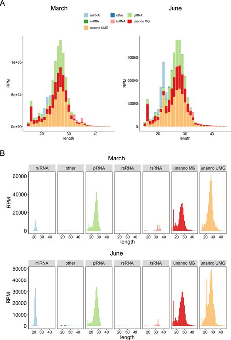 Length Distribution Of Sncrnas In Testes A Global Size Distribution Of