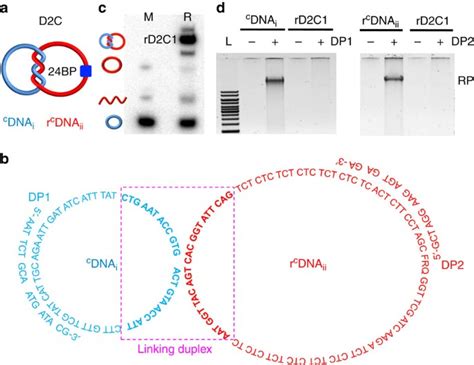 Programming A Topologically Constrained Dna Nanostructure Into A Sensor