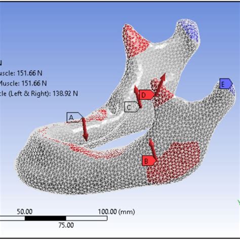 Boundary Conditions Used For Fea Download Scientific Diagram