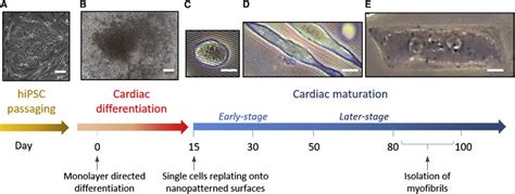 Protocol For Cardiac Maturation Of Human Pluripotent Stem Cells On Download Scientific Diagram