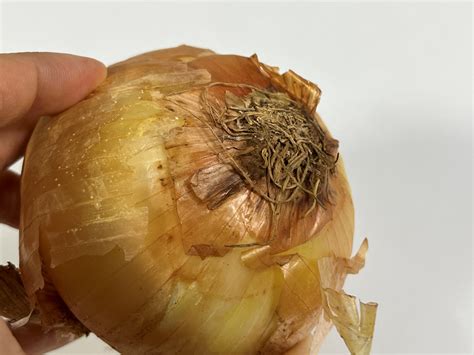 양파 이렇게 자르지 마세요 의외로 잘 모르는 양파 손질 방법 텐꿀팁