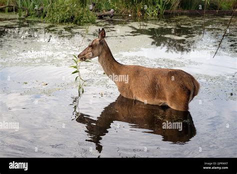 After A Long Hot Summers Day Nothing Better Than Sitting In A Bath Eating Stock Photo Alamy