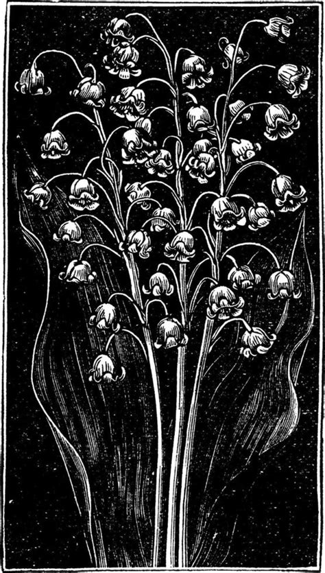 Lily Of The Valley Vintage Illustration 13723346 Vector Art At Vecteezy