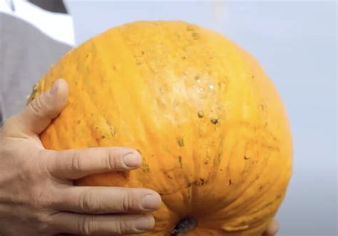 Городникам розповіли як виростити великі та смачні гарбузи з насіння