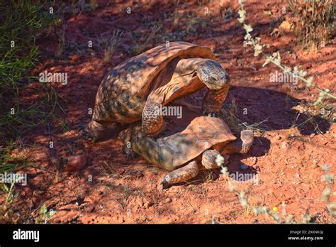 Mating Mojave Desert Tortoise Gopherus Agassizii Mating Ritual Shell