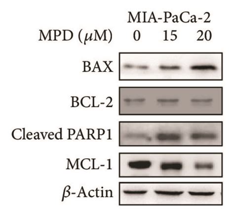 Mpd Inhibited Proliferation Of Pancreatic Cancer Cells A And B Mpd