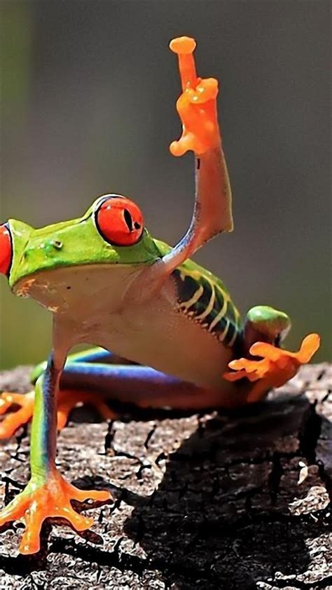 Tree Frog Wallpapers WallpaperSafari