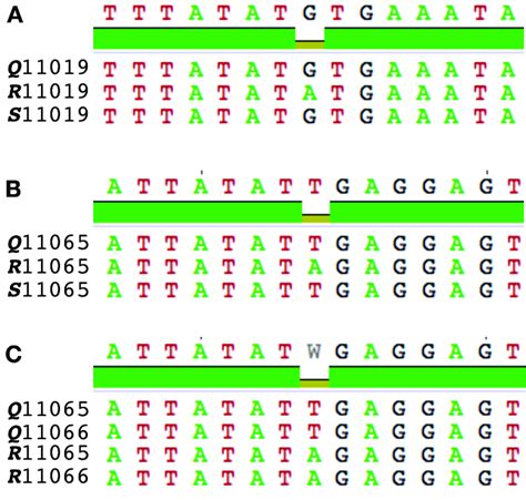 example of variant calling alignment of 11019 quiver q11019 and