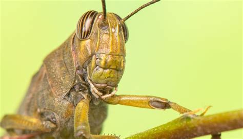 What Do Grasshoppers Eat A Guide To Their Diet In The Wild And At Home
