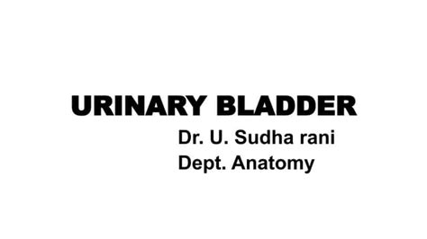Urinary Bladder Anatomy Pptx