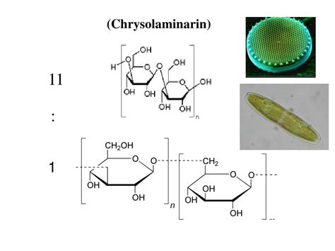 Ppt Brown Algae Anatomy Revisited Cortex And Medulla Powerpoint Presentation Id 3218321