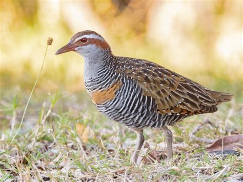 Buff Banded Rail Bird Photos Buff Banded Rail Gallirallus