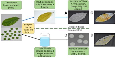Two Methods For Decellularization Of Plant Tissues For Tissue Engineering Applications
