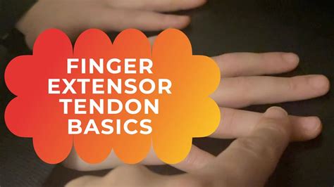 Finger Extensor Tendons