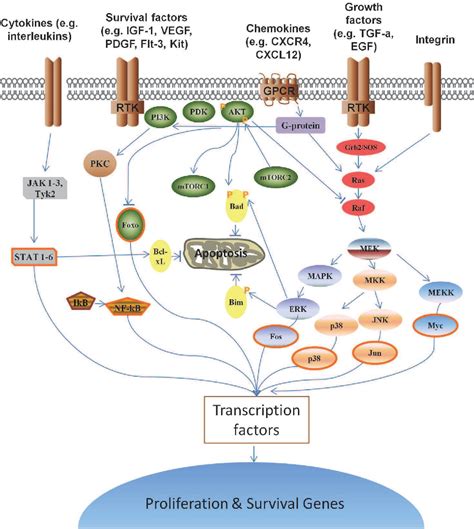 Table 1 From 21 Role Of Signaling Pathways In Acute Myeloid Leukemia