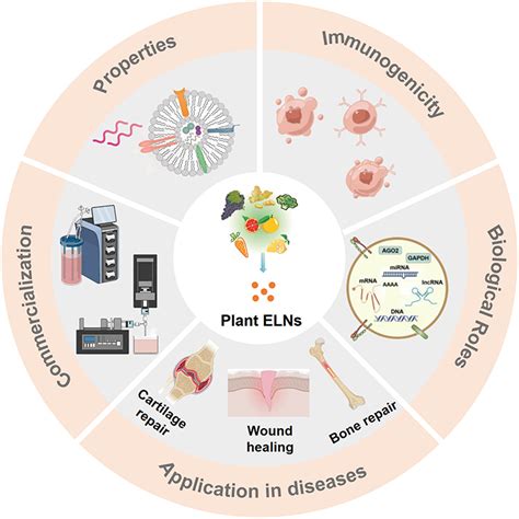 Plant Derived Exosome Like Nanoparticles Tissue Engineering Ijn
