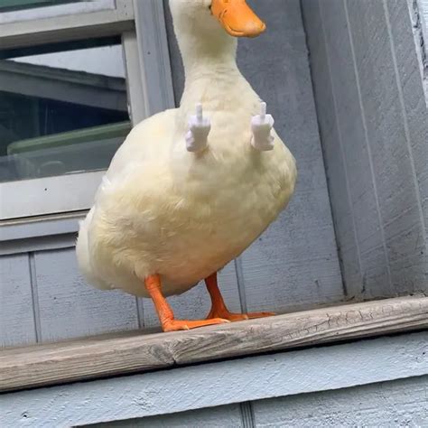 You Can Get Middle Finger Muscle Arms For Your Chickens That Have Attitude