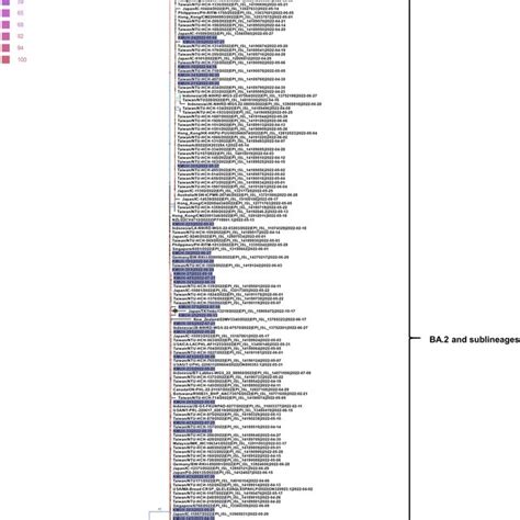 Phylogenetic Analysis Of Omicron Subvariants Identified In This Study