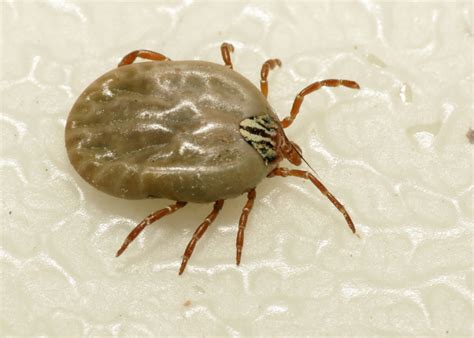 Americas Most Common Ticks And How To Identify Them Stacker