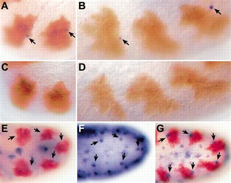 Single Mesodermal Cells Guide Outgrowth Of Ectodermal Tubular